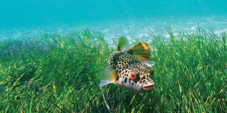 A smooth toadfish in Port Phillip Bay - Victorian National Parks ...