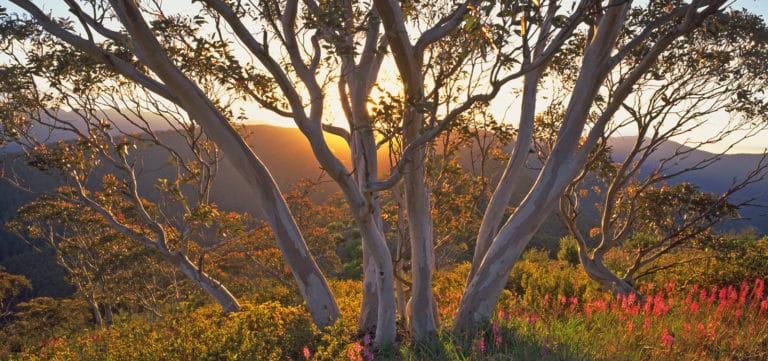 Alpine National Park. - Victorian National Parks AssociationVictorian ...