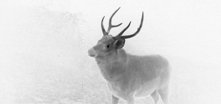 Deer are spreading across Victoria into many sensitive habitats ...