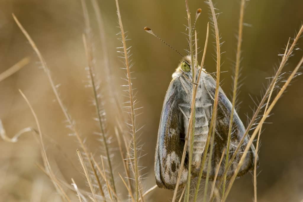 GOLDEN SUN MOTH - Synemon plana - Victorian National Parks ...