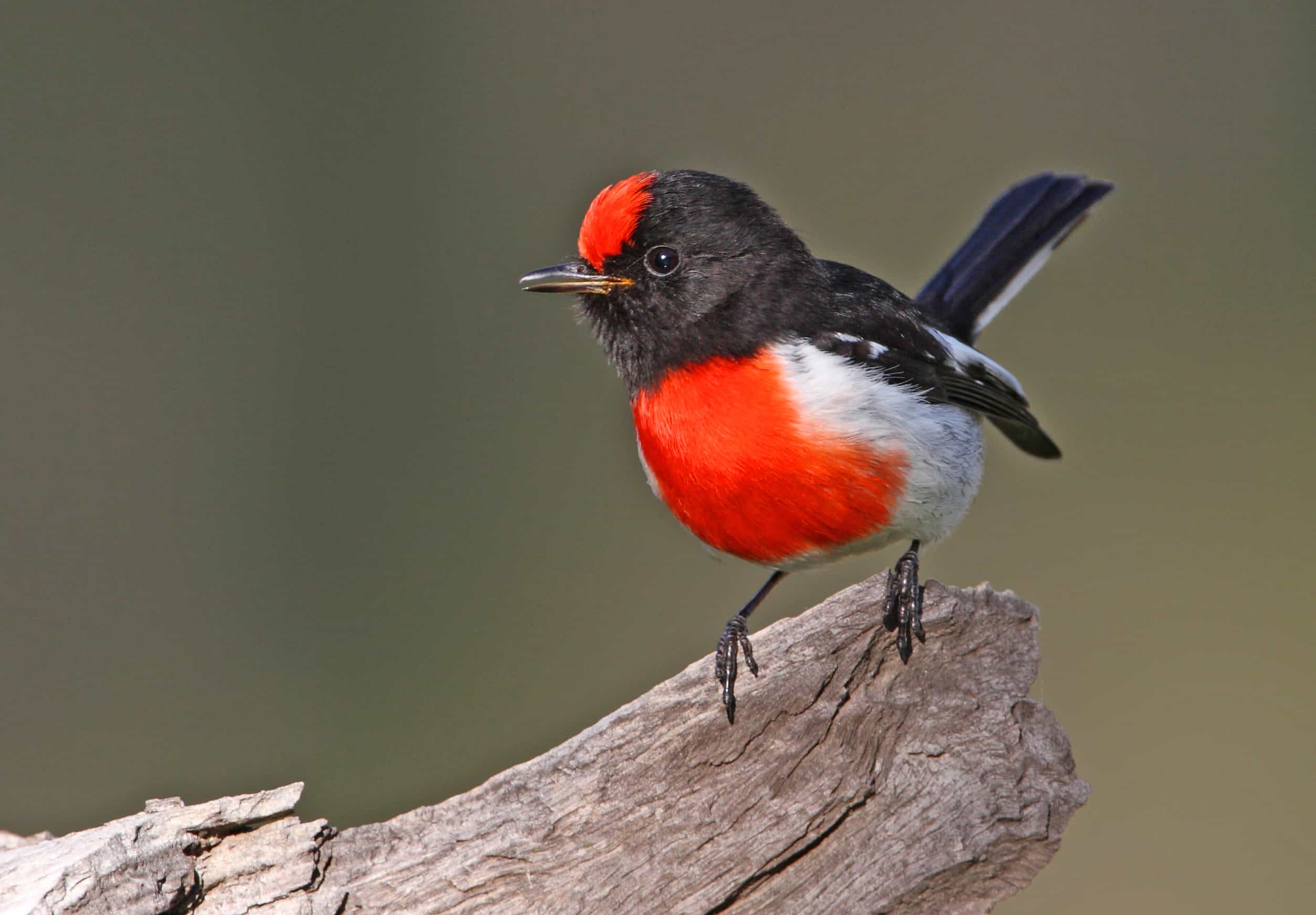 The red-capped robin is one of many insect-feeding birds that have ...
