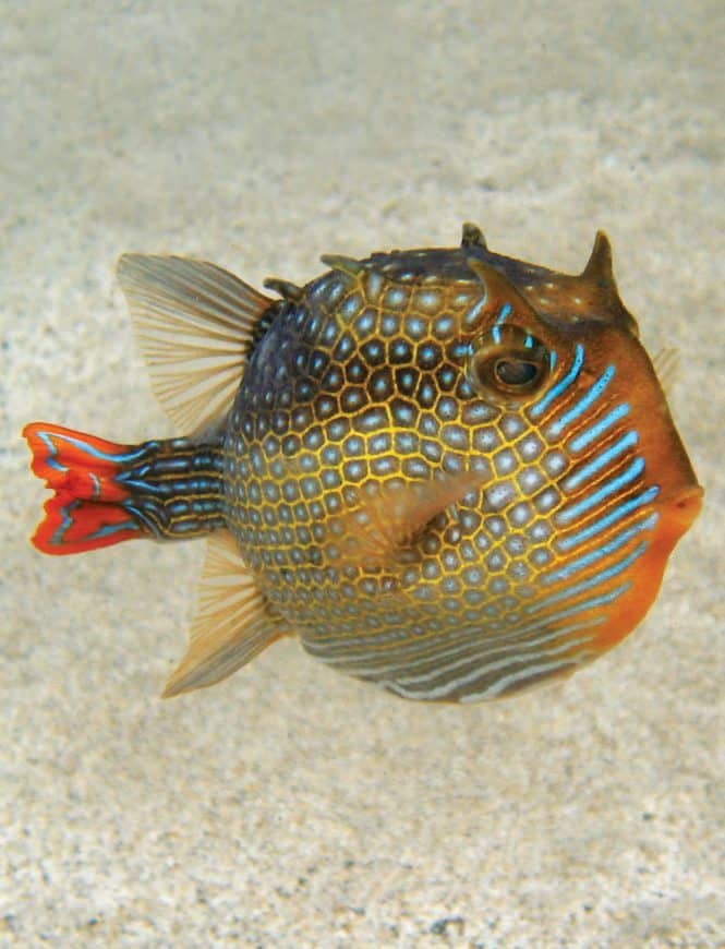 ReefWatch - Victorian National Parks AssociationVictorian National ...