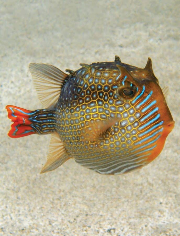 ReefWatch - Victorian National Parks AssociationVictorian National ...