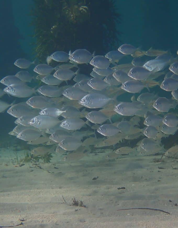 ReefWatch - Victorian National Parks AssociationVictorian National ...