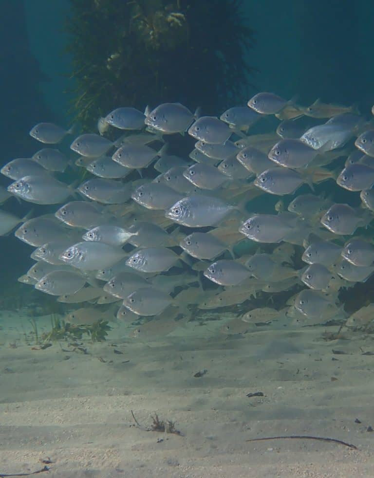 ReefWatch - Victorian National Parks AssociationVictorian National ...