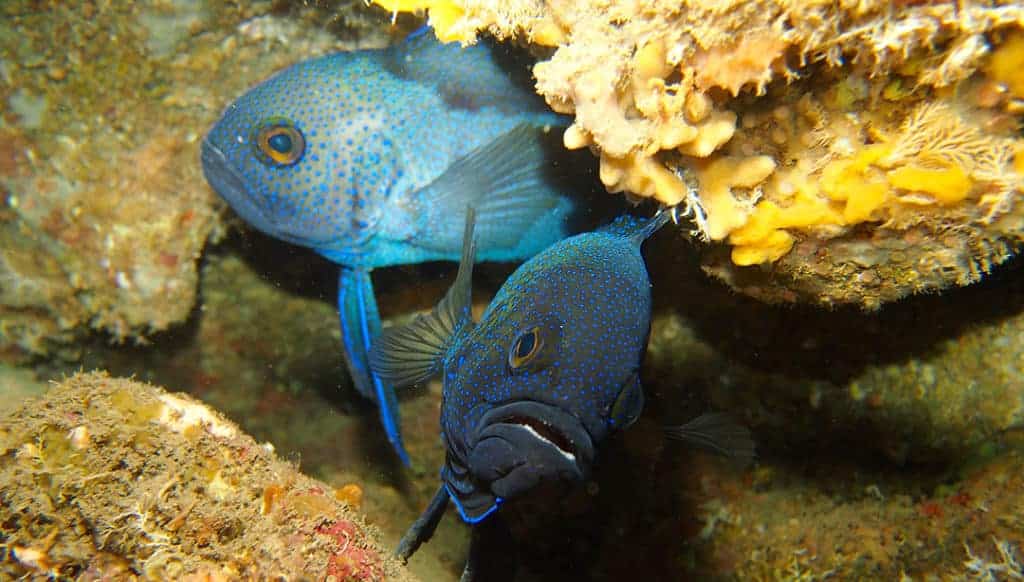 Southern blue devil fish at Castle Rock. - Victorian National Parks ...
