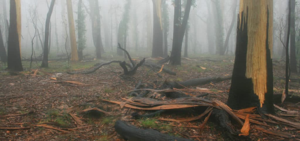 Forest regrowth after fire - Victorian National Parks ...