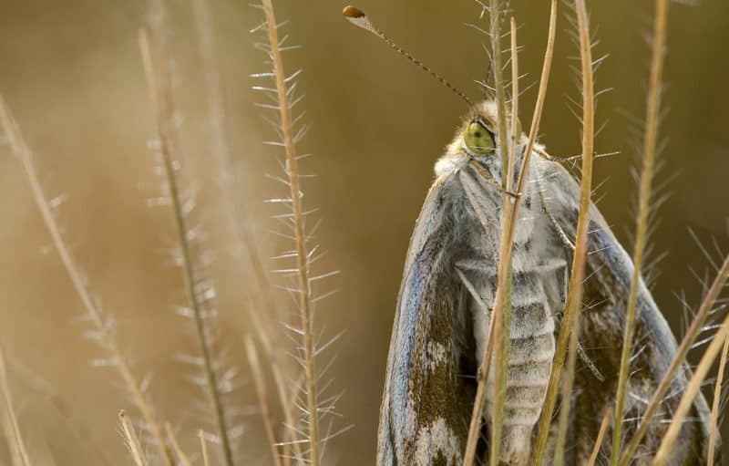 Thank you for your support! - Victorian National Parks ...
