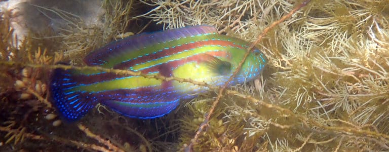 Great Victorian Fish Count - Victorian National Parks ...