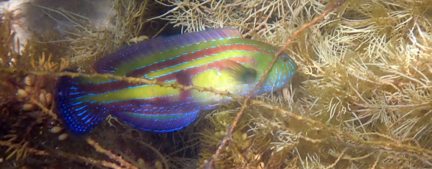 Great Victorian Fish Count - Victorian National Parks ...