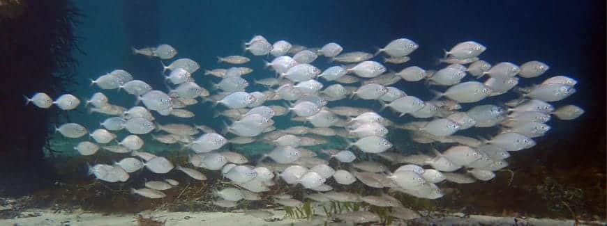 A silvery school of Skipjack Trevally and Eastern School Whiting ...