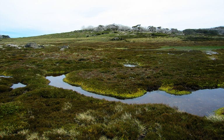 Feral horses in the Alpine National Park - Victorian National Parks ...
