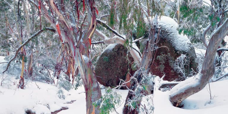 A winter scene in Mount Buffalo National Park - Victorian National ...