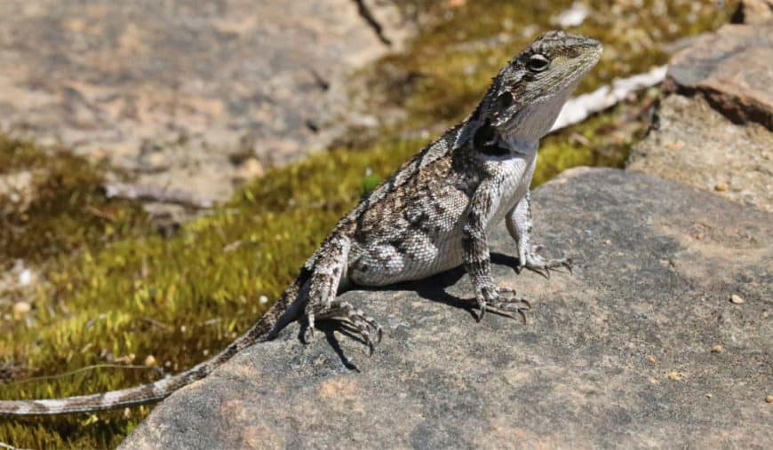 Part of Victoria's rich natural history, the Jacky dragon was one of ...