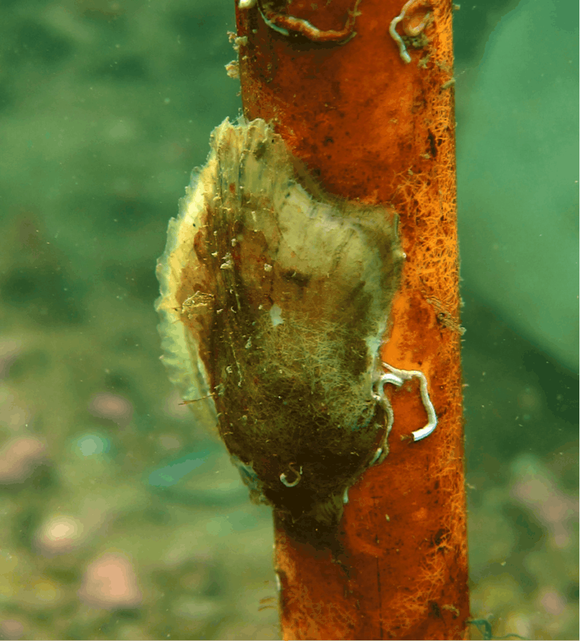A single oyster takes hold on one of the units - Victorian National ...