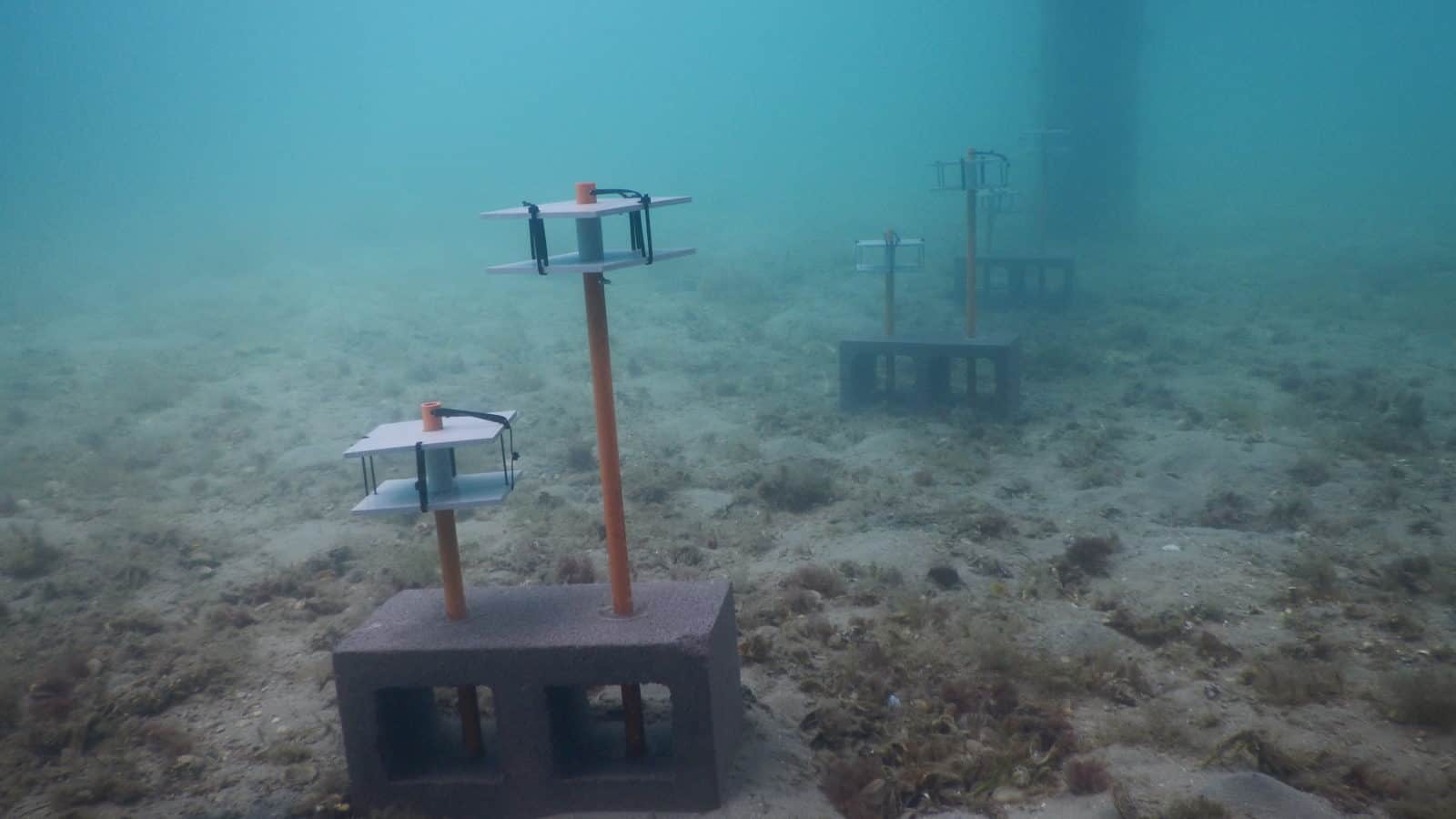 Settlement plate units on the ocean floor - Victorian National Parks ...