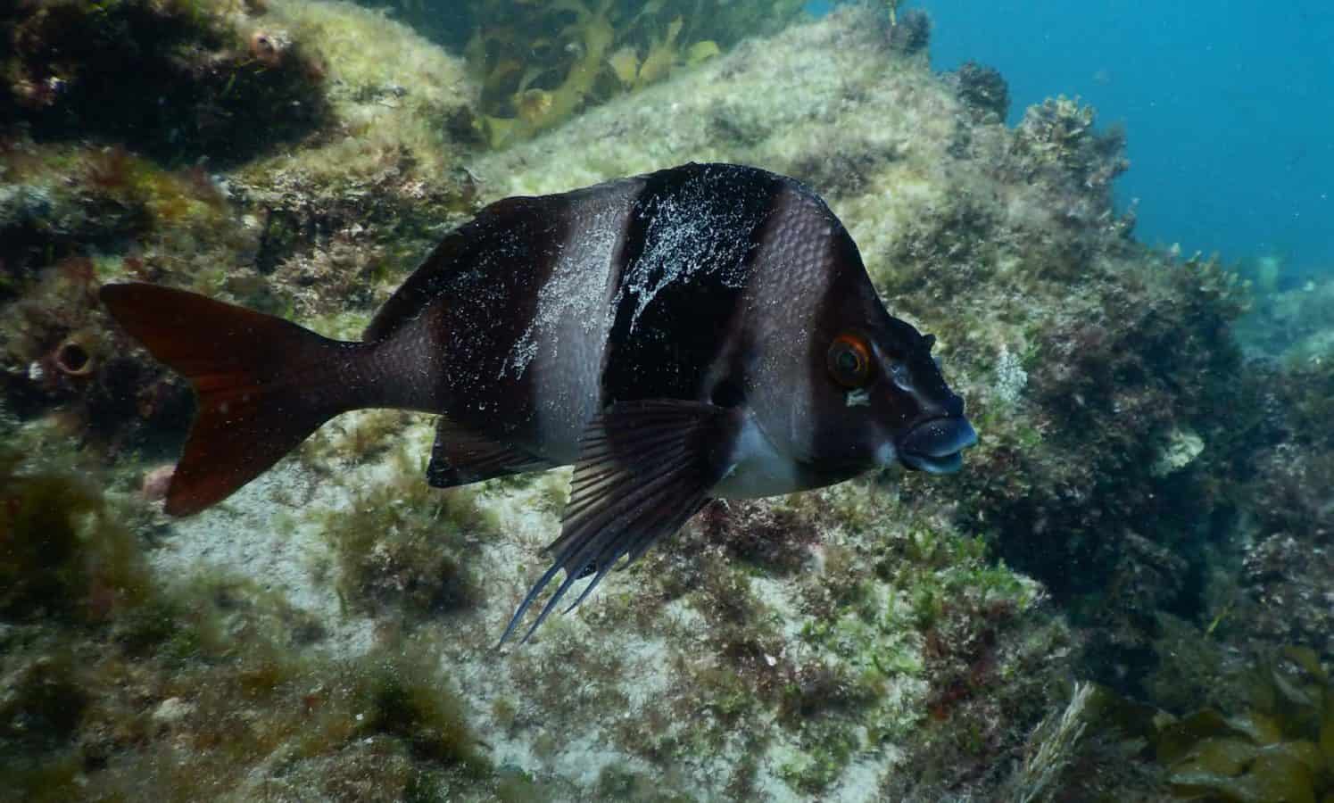 Magpie perch - Victorian National Parks AssociationVictorian National ...