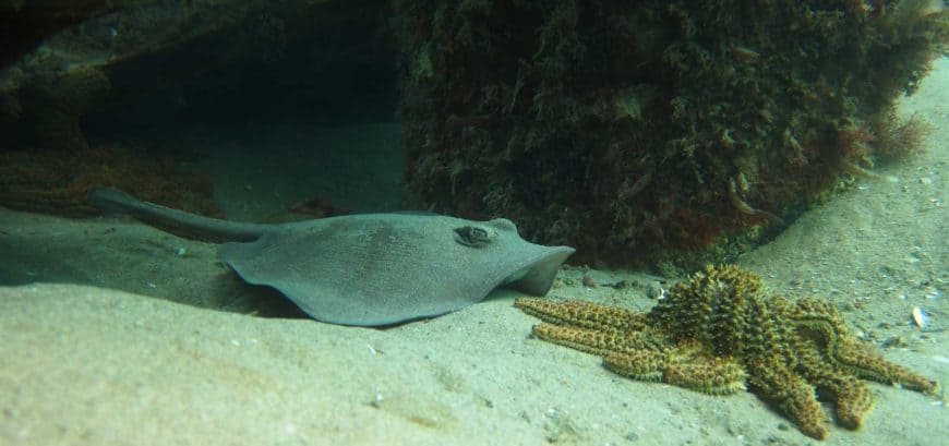 Eastern Shovelnose stingaree at Blairgowrie Pier. - Victorian National ...