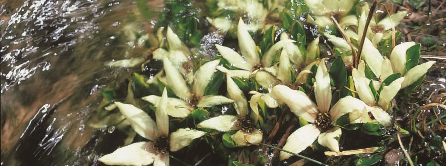 Alpine Marsh Marigold - Victorian National Parks AssociationVictorian ...