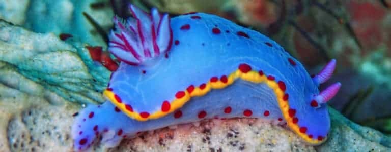 Holly Baird hypselodoris - Victorian National Parks ...