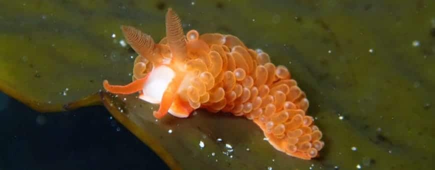 Sea Slug Census - Victorian National Parks AssociationVictorian ...
