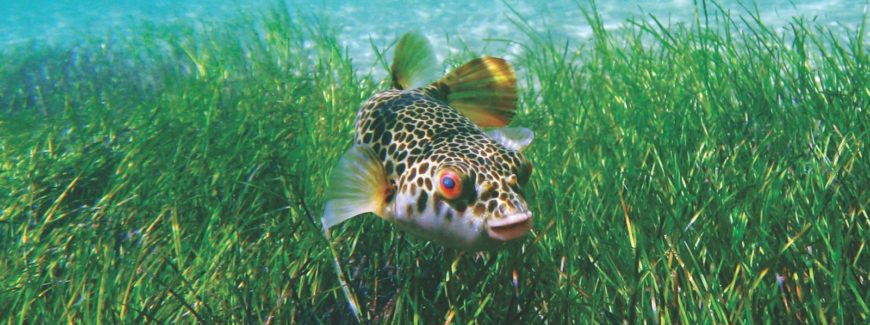 A smooth toadfish in Port Phillip Bay. - Victorian National Parks ...