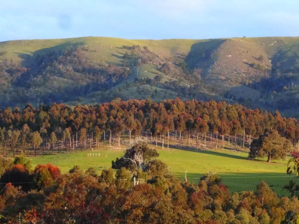 The nature of wood - Victorian National Parks AssociationVictorian ...