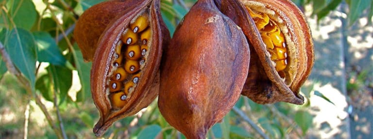 The Kurrajong, the seed pod pictured here, is one of Gippsland’s most ...