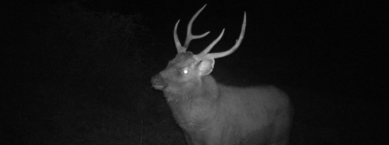 Deer caught on night vision camera - Victorian National Parks ...