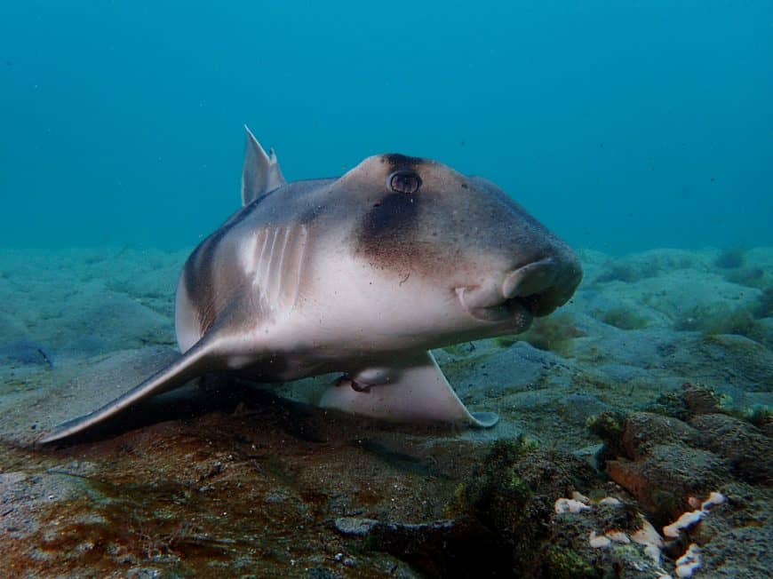 Great Victorian Fish Count - Victorian National Parks ...