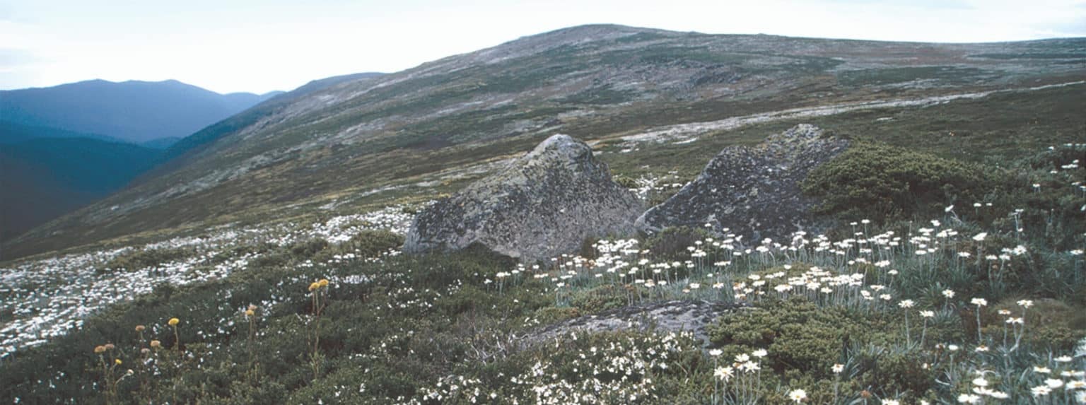 Mount Nelse, Alpine National Park. - Victorian National Parks ...