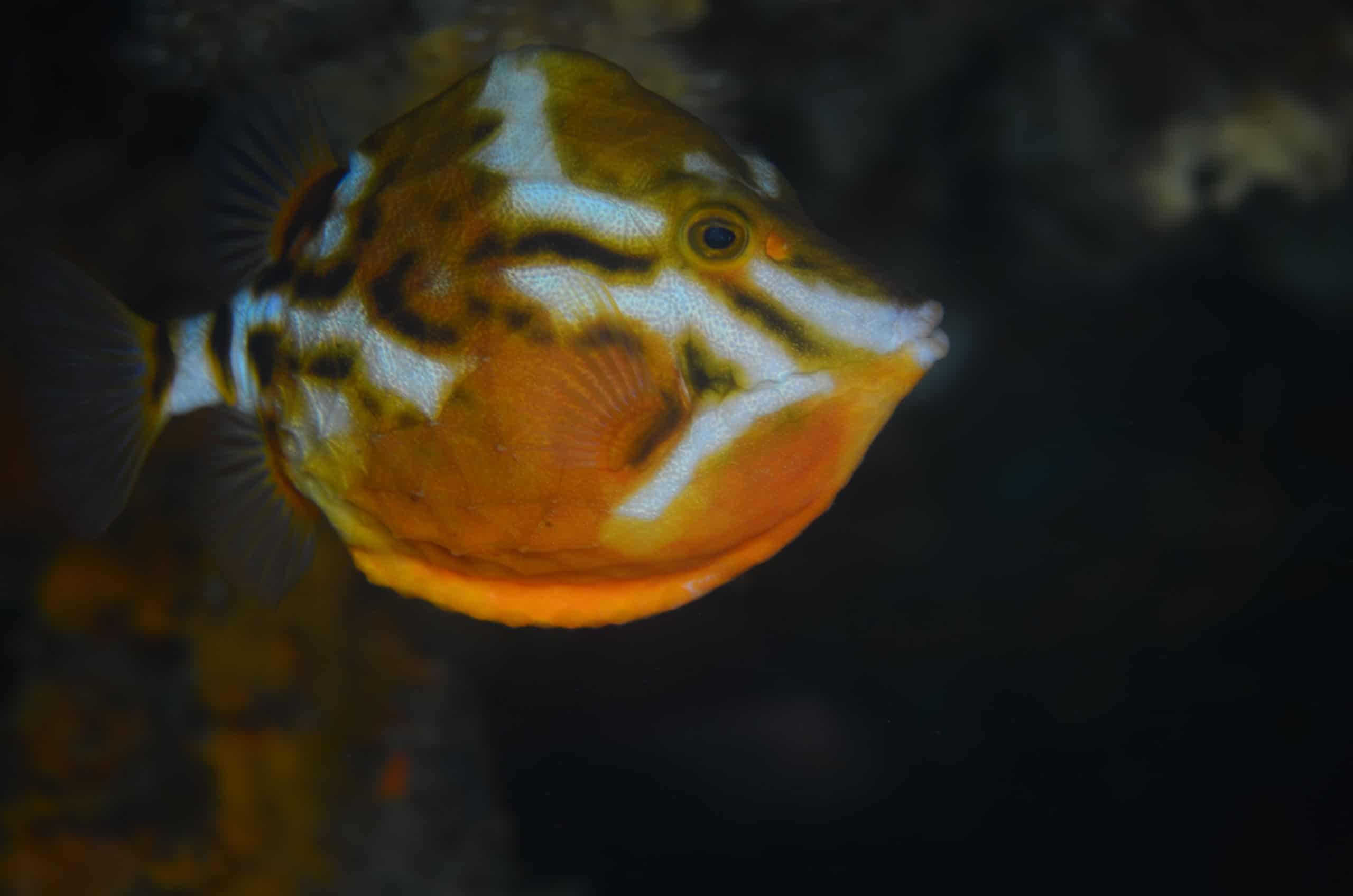 Great Victorian Fish Count - Victorian National Parks ...