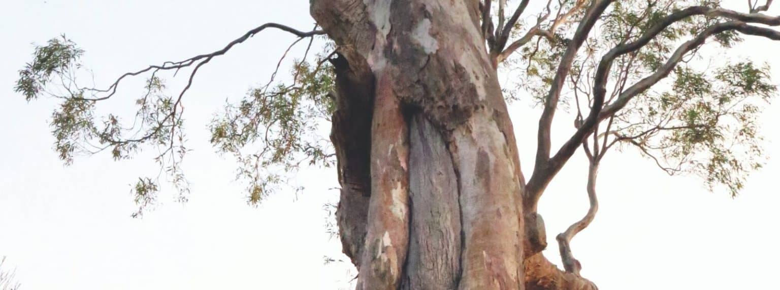 Gunaikurnai scar tree near the Princes Highway, Bairnsdale. - Victorian ...