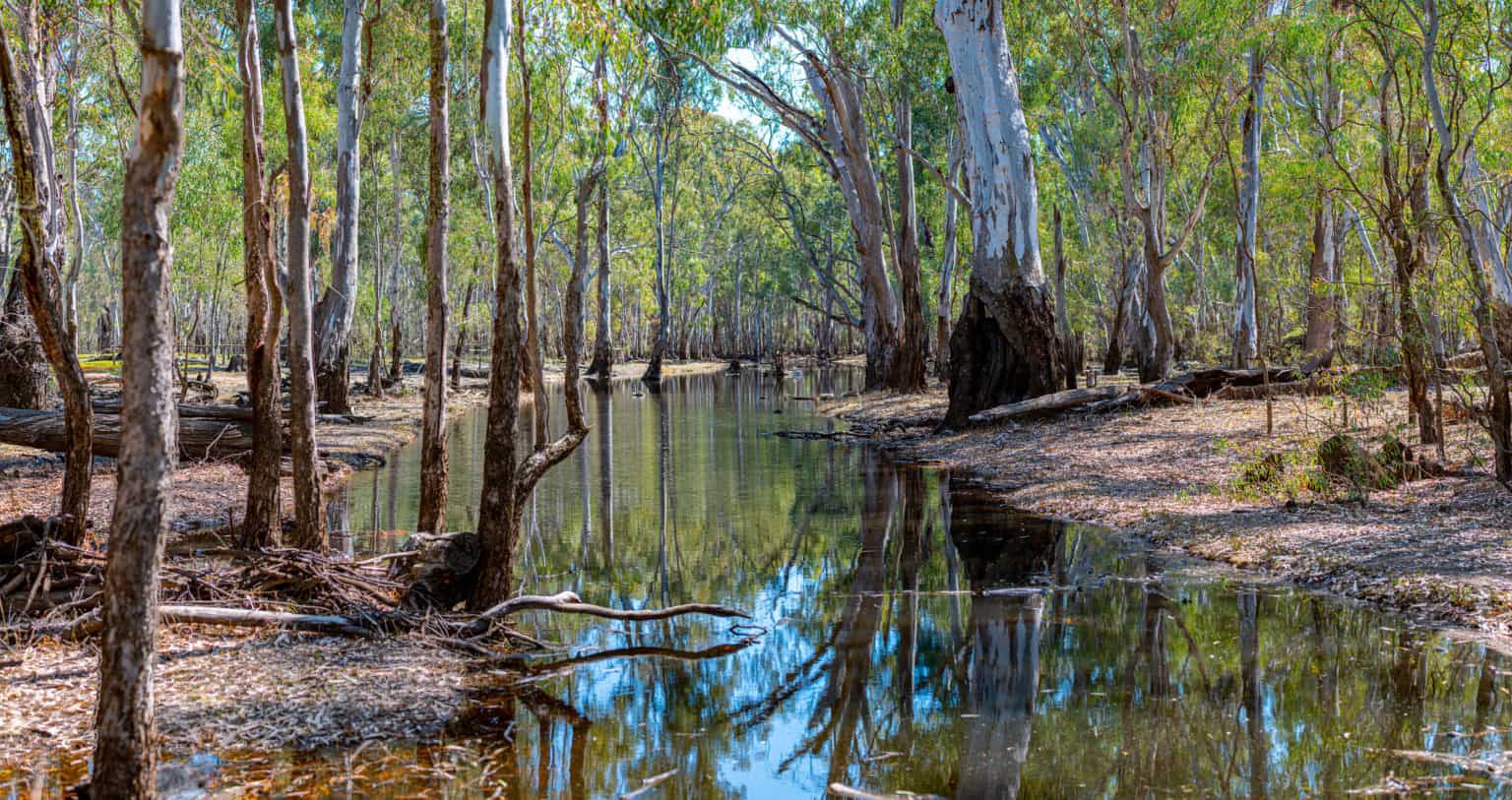 Barmah National Park - Victorian National Parks AssociationVictorian ...