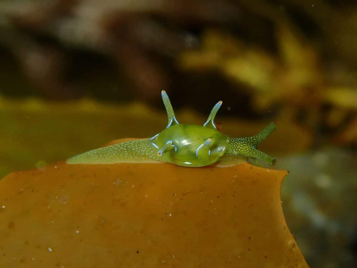 Sea Slug Census - Victorian National Parks AssociationVictorian ...