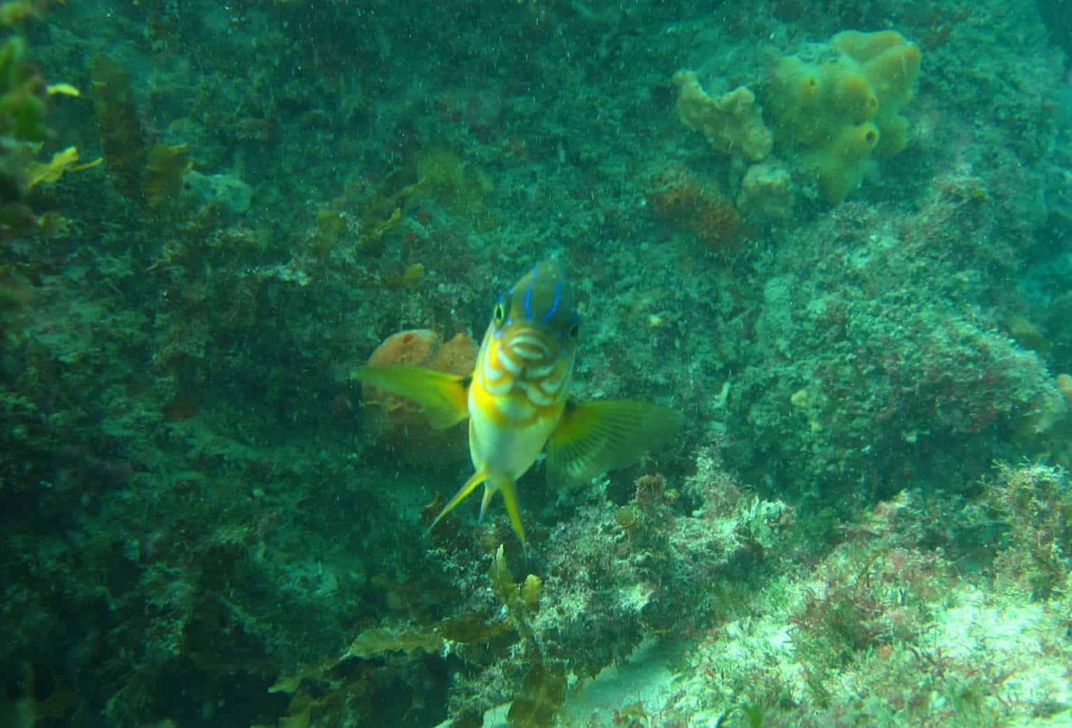Great Victorian Fish Count - Victorian National Parks ...