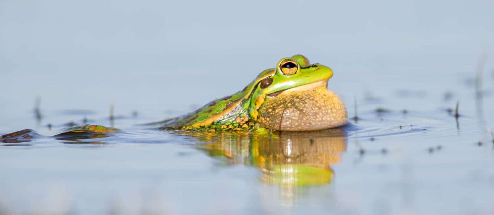 Grasslands GSA - Victorian National Parks AssociationVictorian National ...