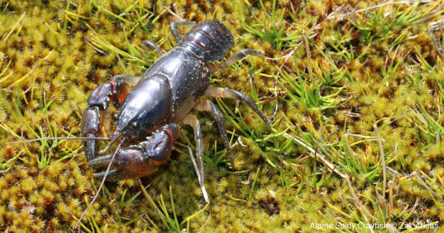 Alpine Spiny Crayfish - Victorian National Parks AssociationVictorian ...