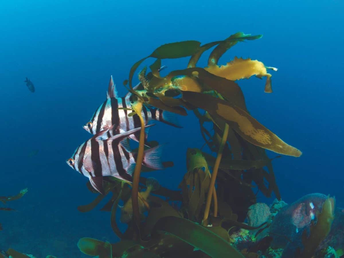 The weird and wonderful inhabitants of the Great Southern Reef ...