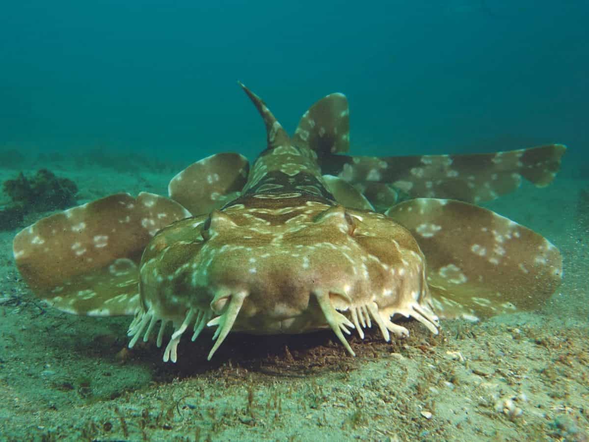 The weird and wonderful inhabitants of the Great Southern Reef ...
