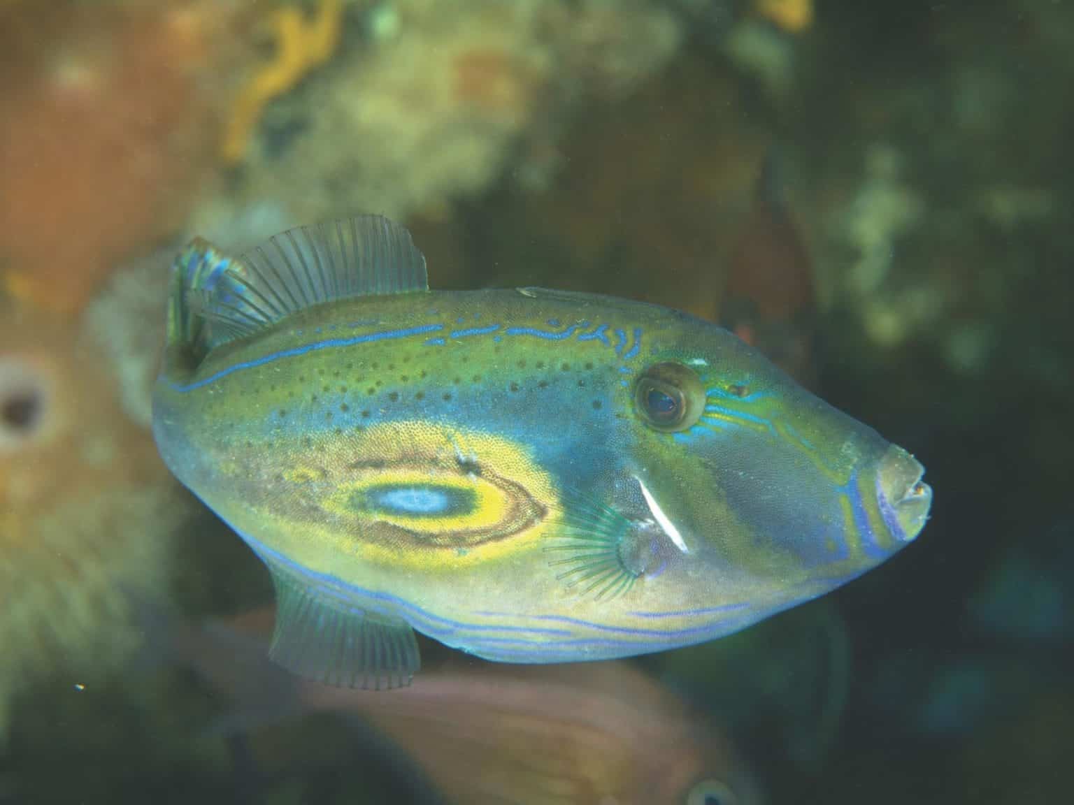 The weird and wonderful inhabitants of the Great Southern Reef ...