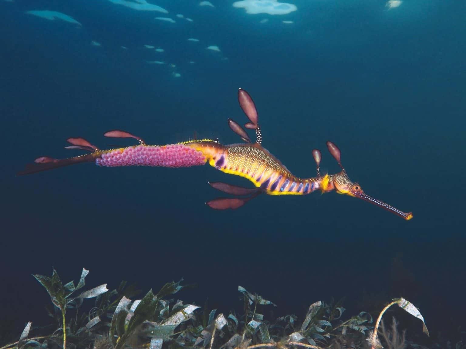 The weird and wonderful inhabitants of the Great Southern Reef ...