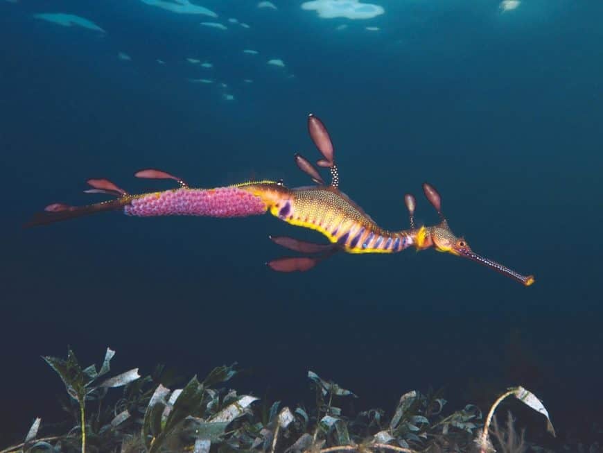 The weird and wonderful inhabitants of the Great Southern Reef ...