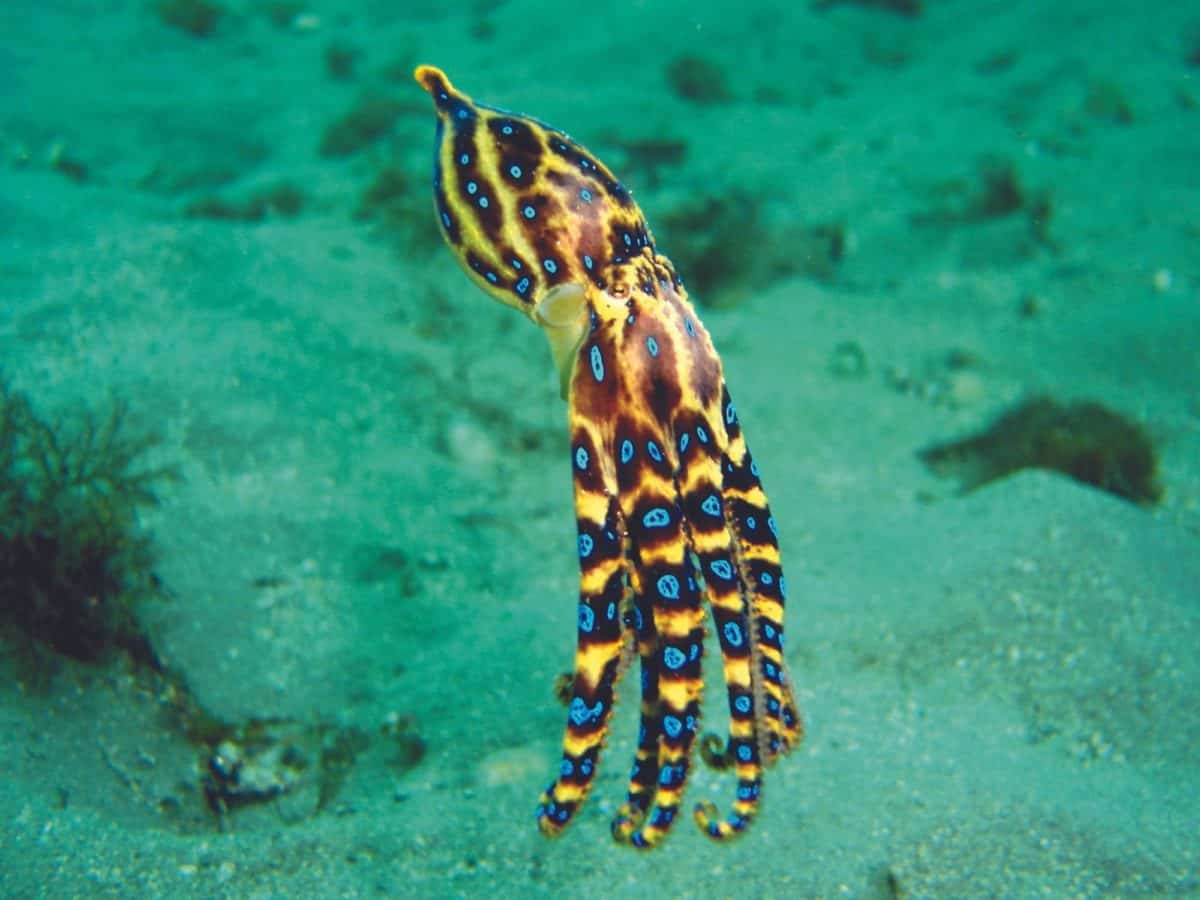 The weird and wonderful inhabitants of the Great Southern Reef ...