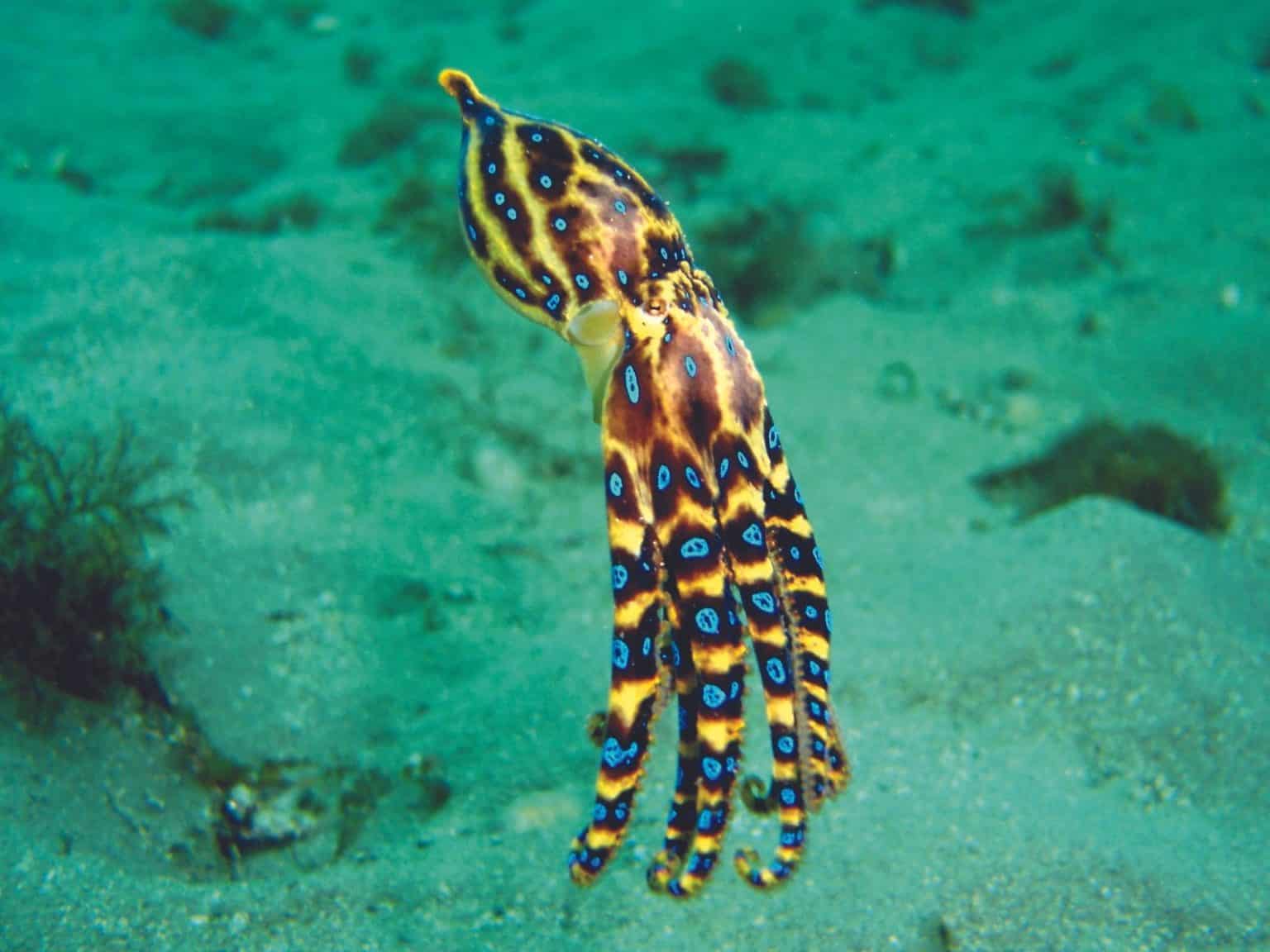 The weird and wonderful inhabitants of the Great Southern Reef ...