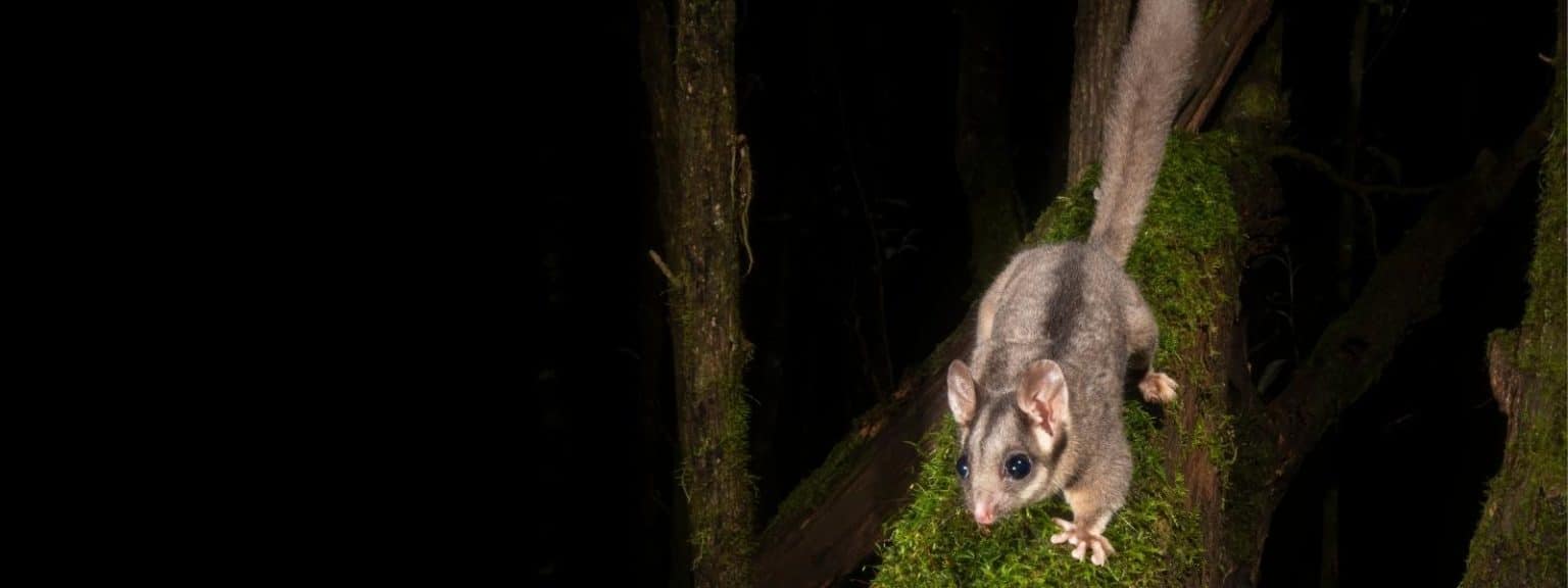 Leadbeater's Possum: Recognised but still at risk - Victorian National ...
