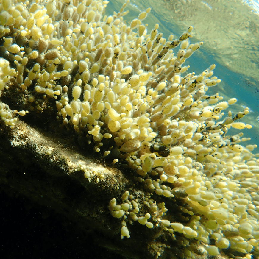 Explore Underwater Victoria - Victorian National Parks ...