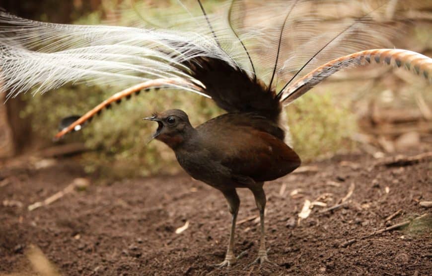 Are you part of the Cool Temperate Rainforest appreciation society ...