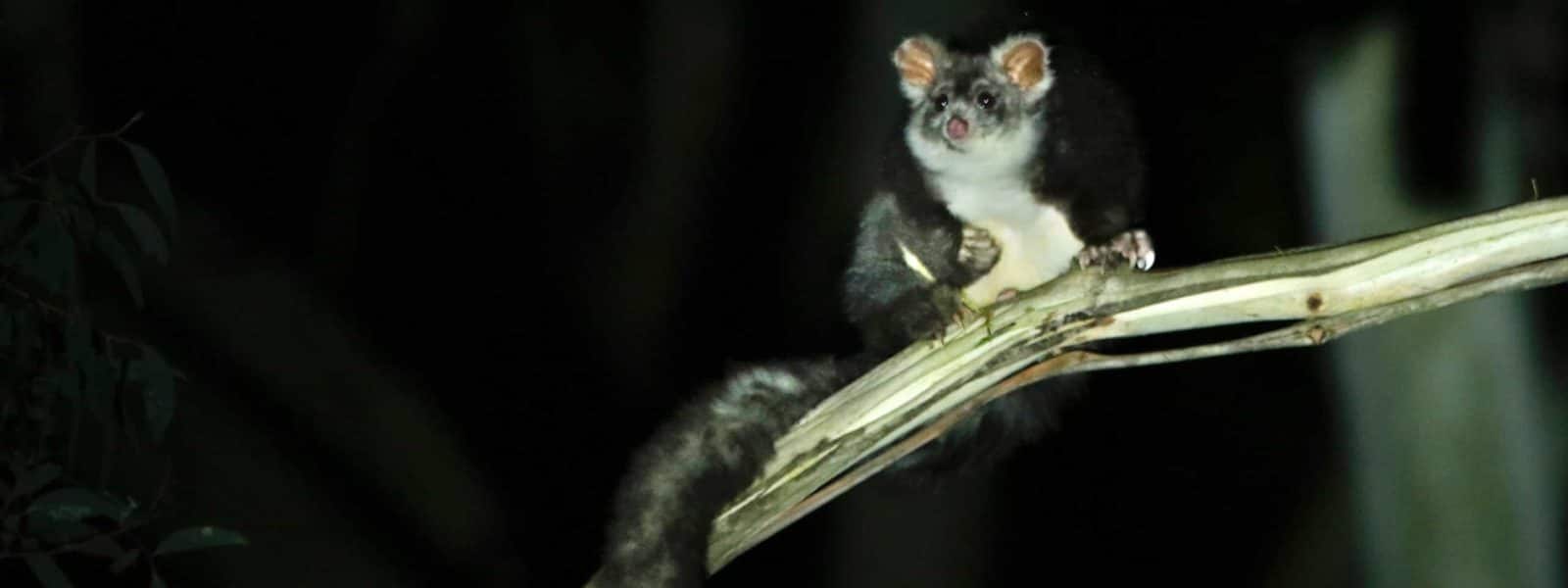 Greater Glider, Wombat Forest - Victorian National Parks ...