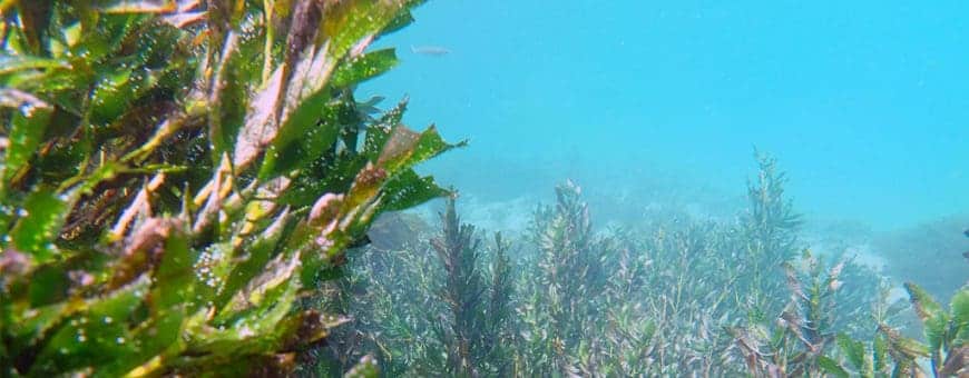 amphibolis banner - Victorian National Parks AssociationVictorian ...